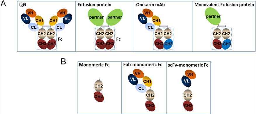 Fc Fusion Protein Biosimilar Stable Cell Lines - Creative Biolabs Fc Fusion Protein Biosimilar Stable Cell Lines - Creative Biolabs