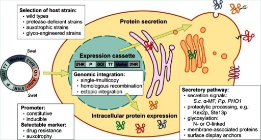 Pichia pastoris (P. pastoris) Cell Lines - Creative Biolabs
