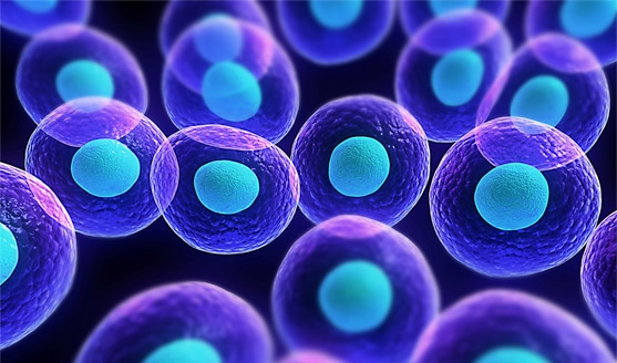 SP2/0 Cell Lines - Creative Biolabs